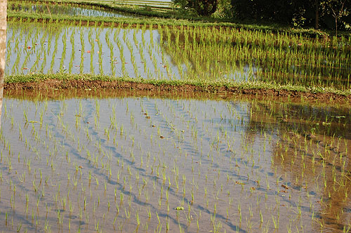 Slide 5: Narrative Slideshow - Rice Island: Bali and the Cultivation of ...