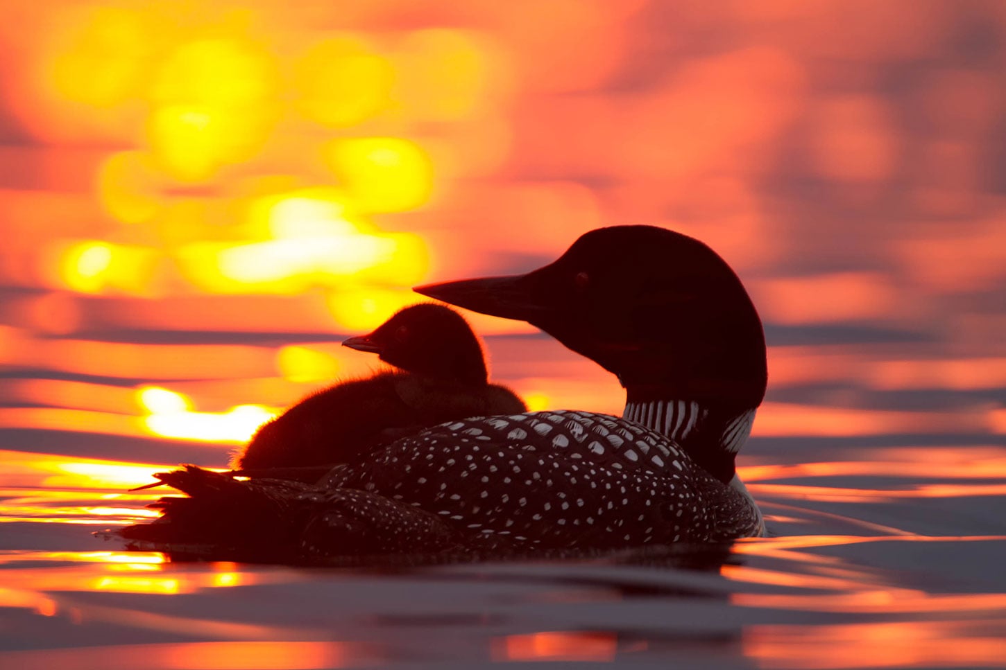 Loon Boy - Terrain.org
